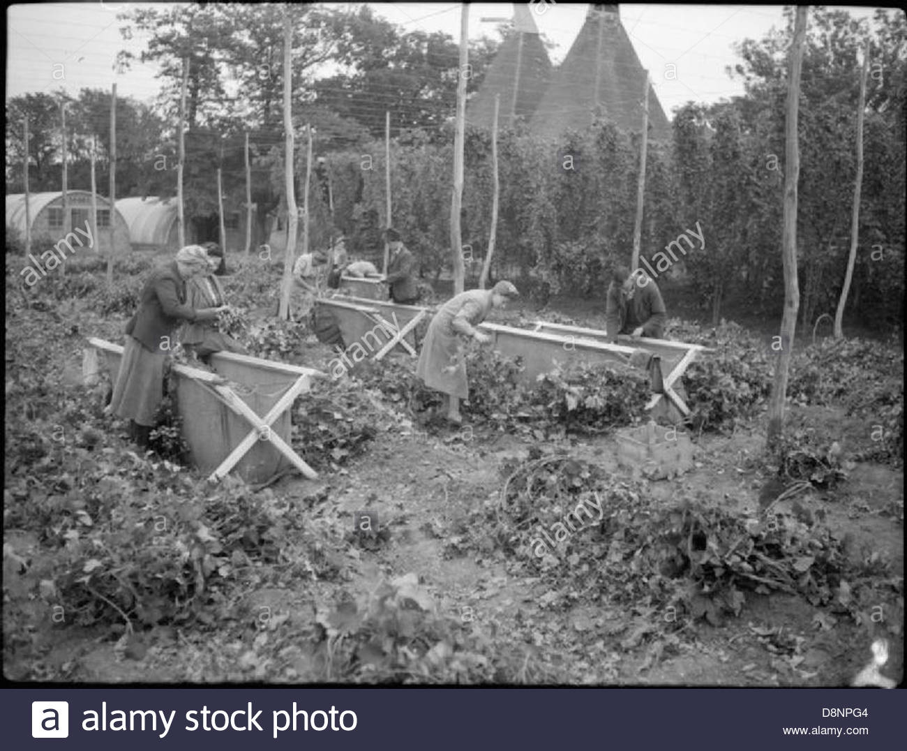 Hop Picking Kent Stock Photos & Hop Picking Kent Stock Images - Alamy