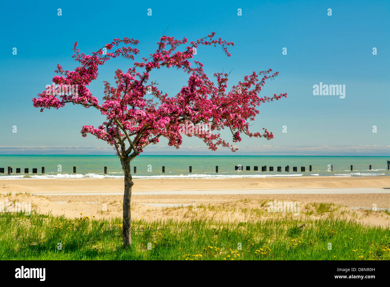 Spring flowering tree near a beach in Illinois Stock Photo - Alamy