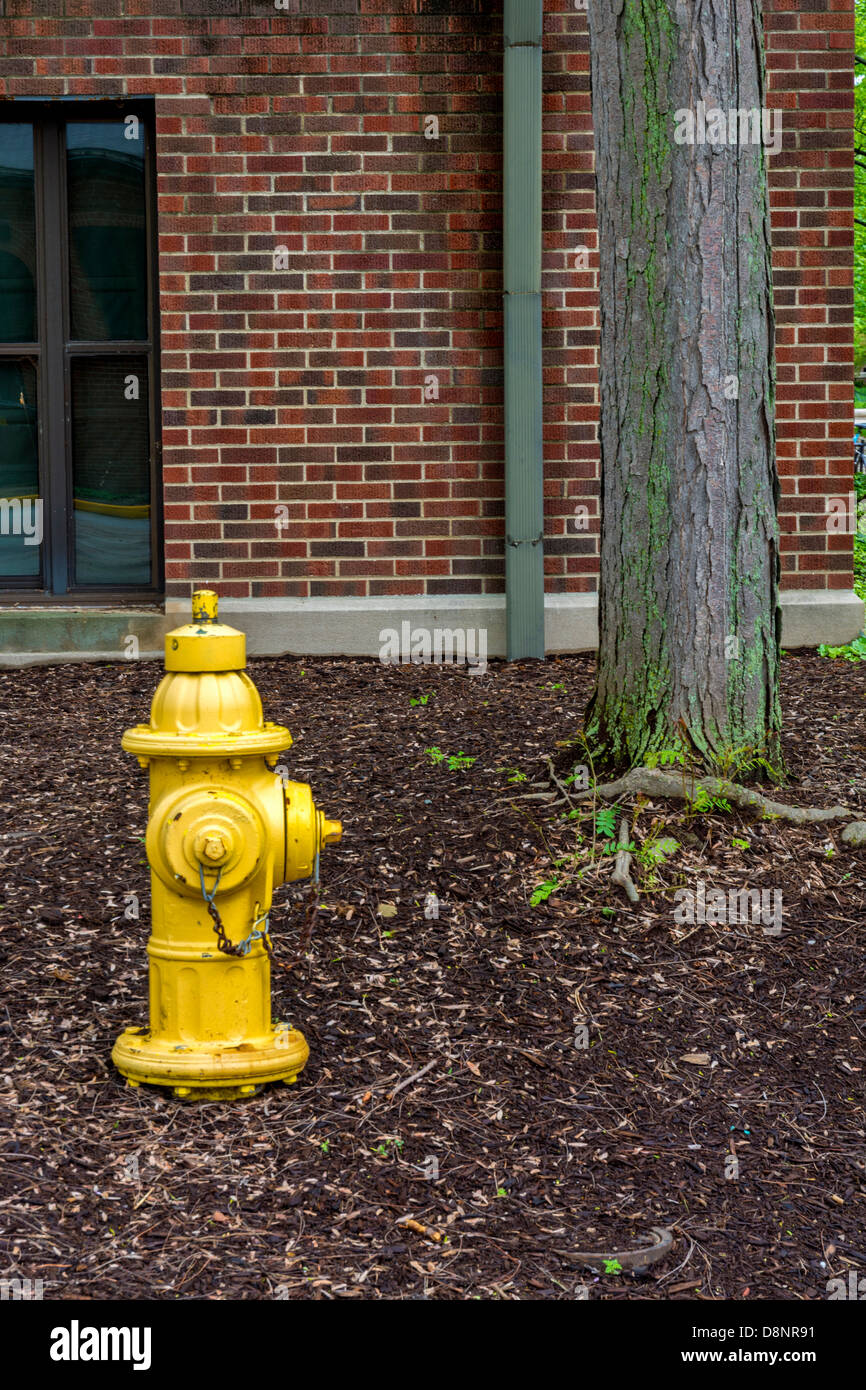 Fire hydrant with a tree hi-res stock photography and images - Alamy