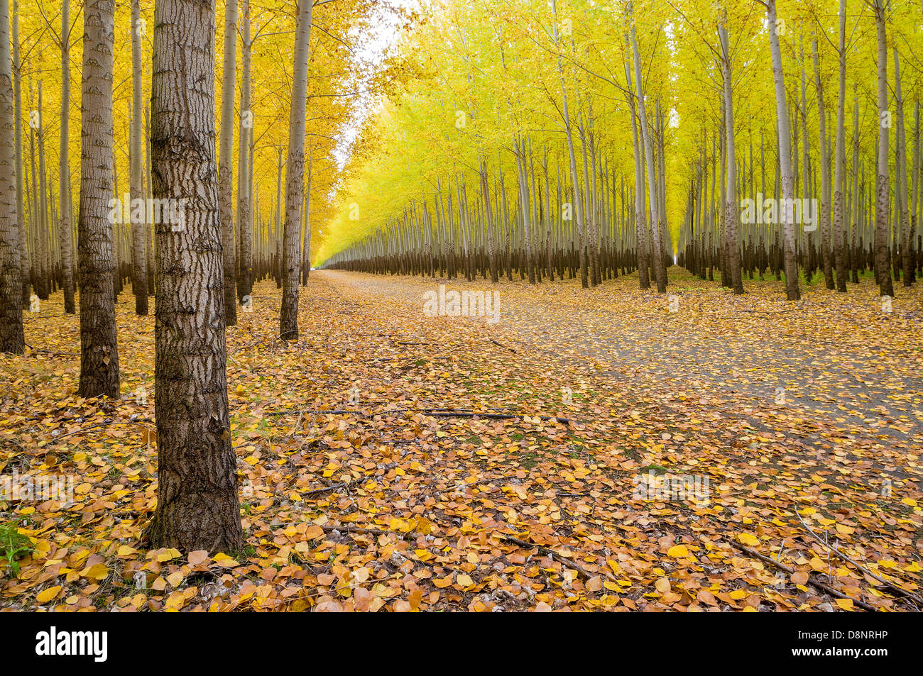 Autumn trees in full color in a pattern Stock Photo - Alamy