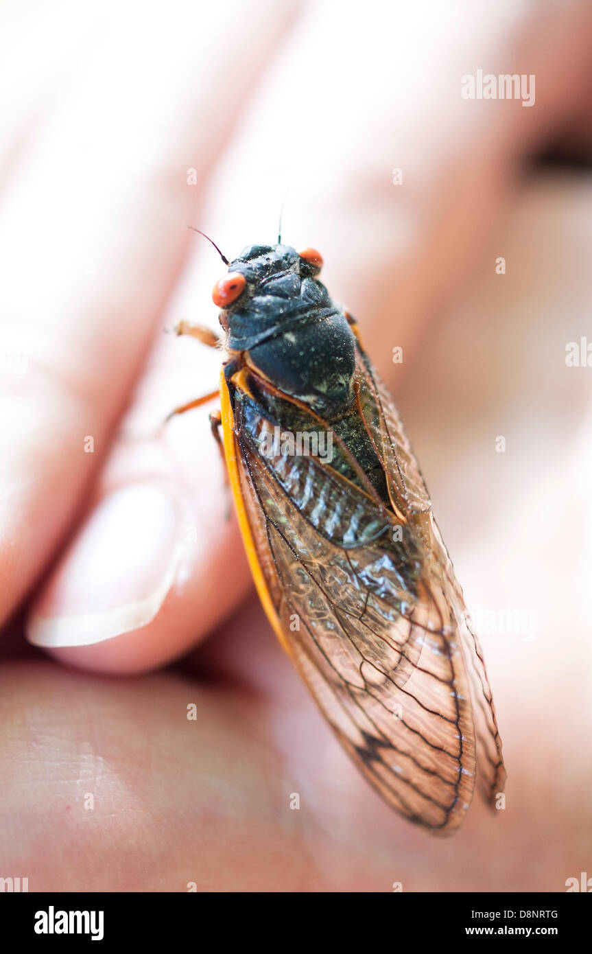 1st June 2013. An adult brood II cicada (magicicada) having emerged ...