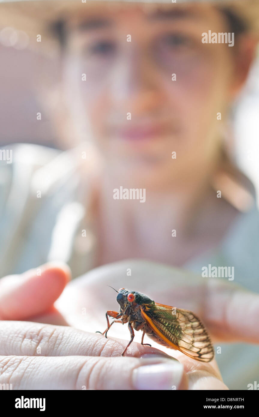1st June 2013. An adult brood II cicada (magicicada) having emerged ...