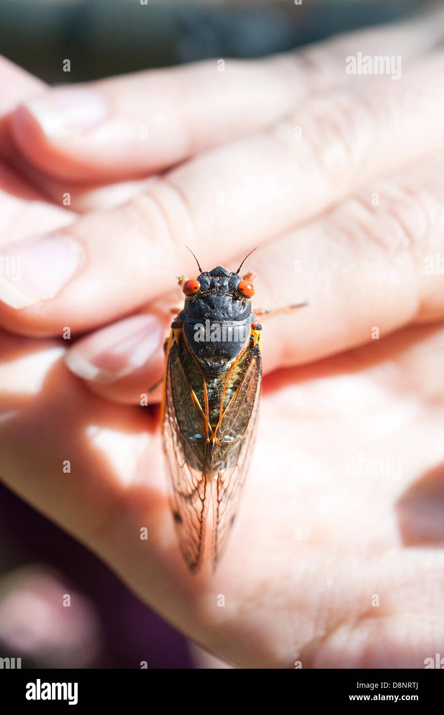 Cicadas 17 years hi-res stock photography and images - Alamy