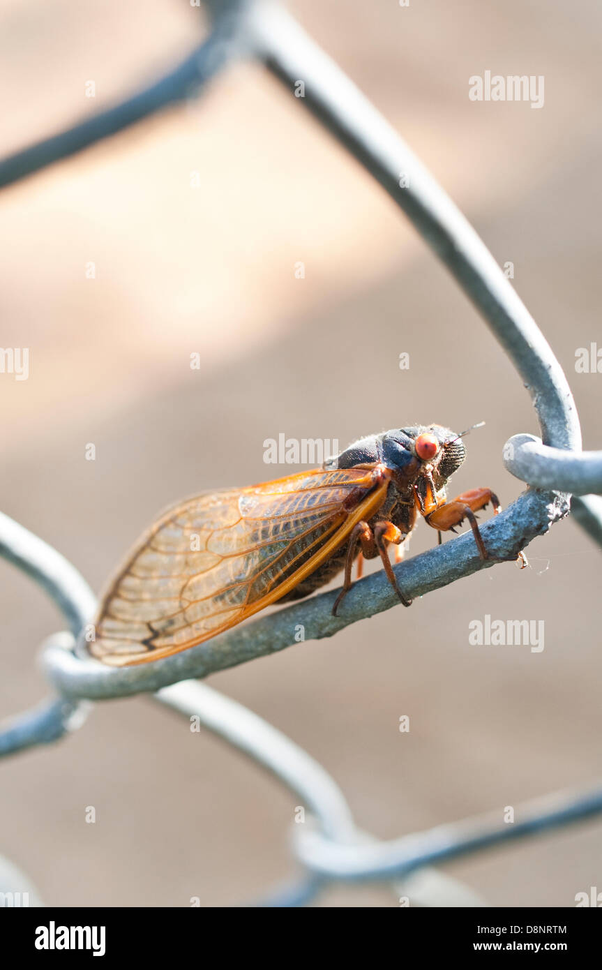 17 year cicadas hi-res stock photography and images - Alamy