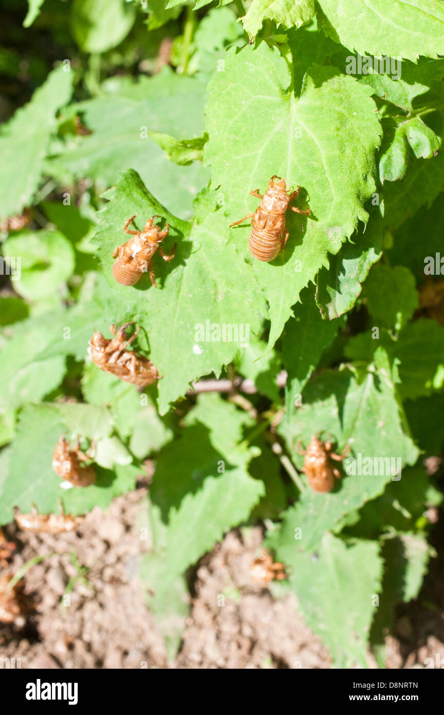 17 year cicadas hi-res stock photography and images - Alamy