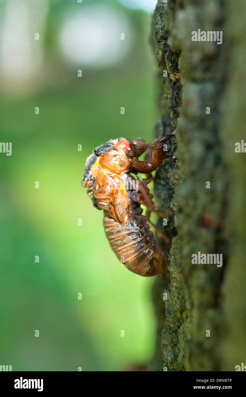 Seventeen year life cycle hi-res stock photography and images - Alamy