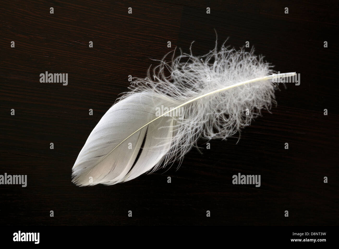 White bird feather Stock Photo - Alamy
