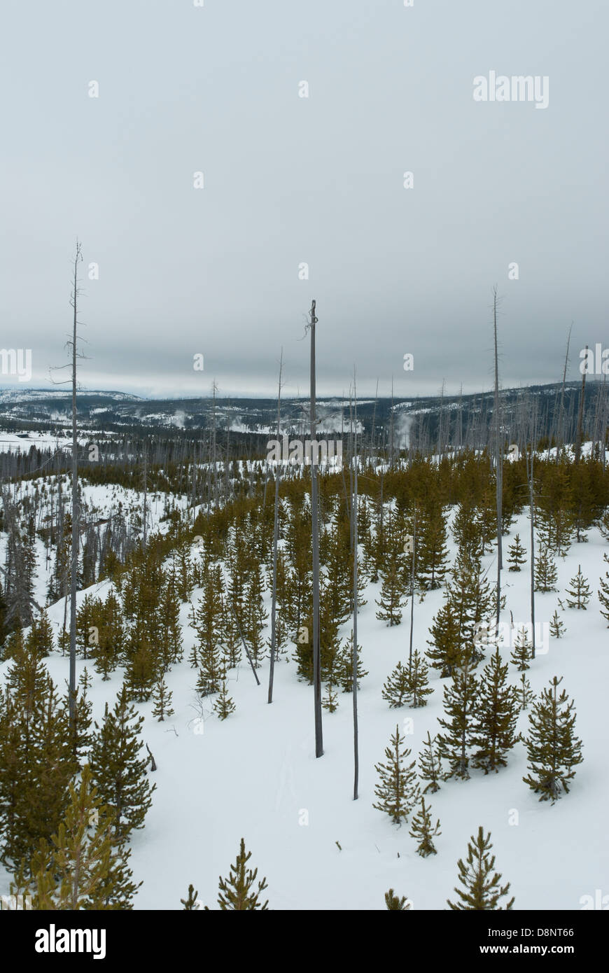 Naturally Re-seeded Area after 1988 Fire, Fern Cascades Loop Trail ...