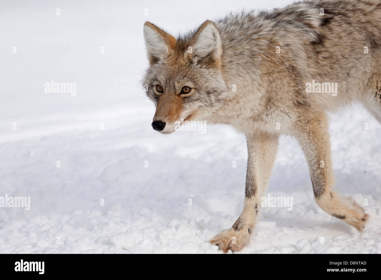 Coyote, Winter, Yellowstone NP, WY Stock Photo - Alamy