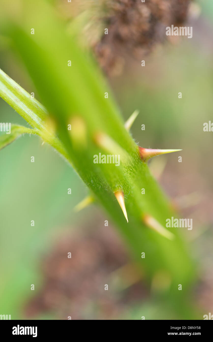 close up of a edible bramble climber stem showing sharp pointed thorns ...