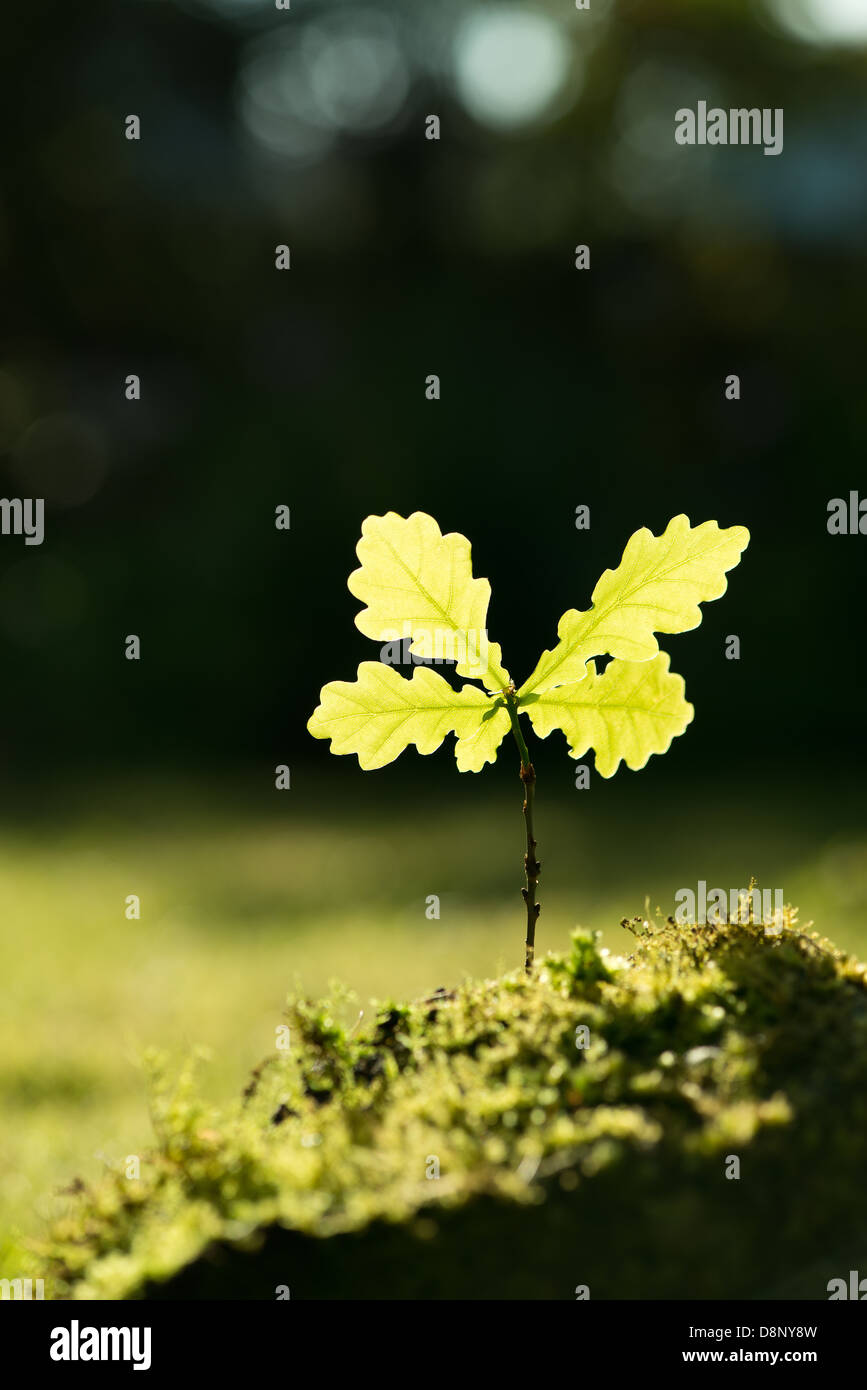 Internal structure of a leaf hi-res stock photography and images - Alamy