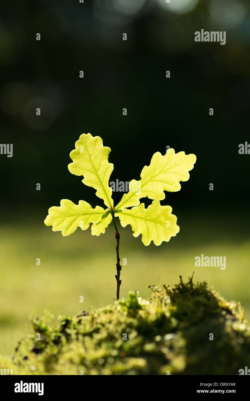 Oak Tree Sapling High Resolution Stock Photography and Images - Alamy