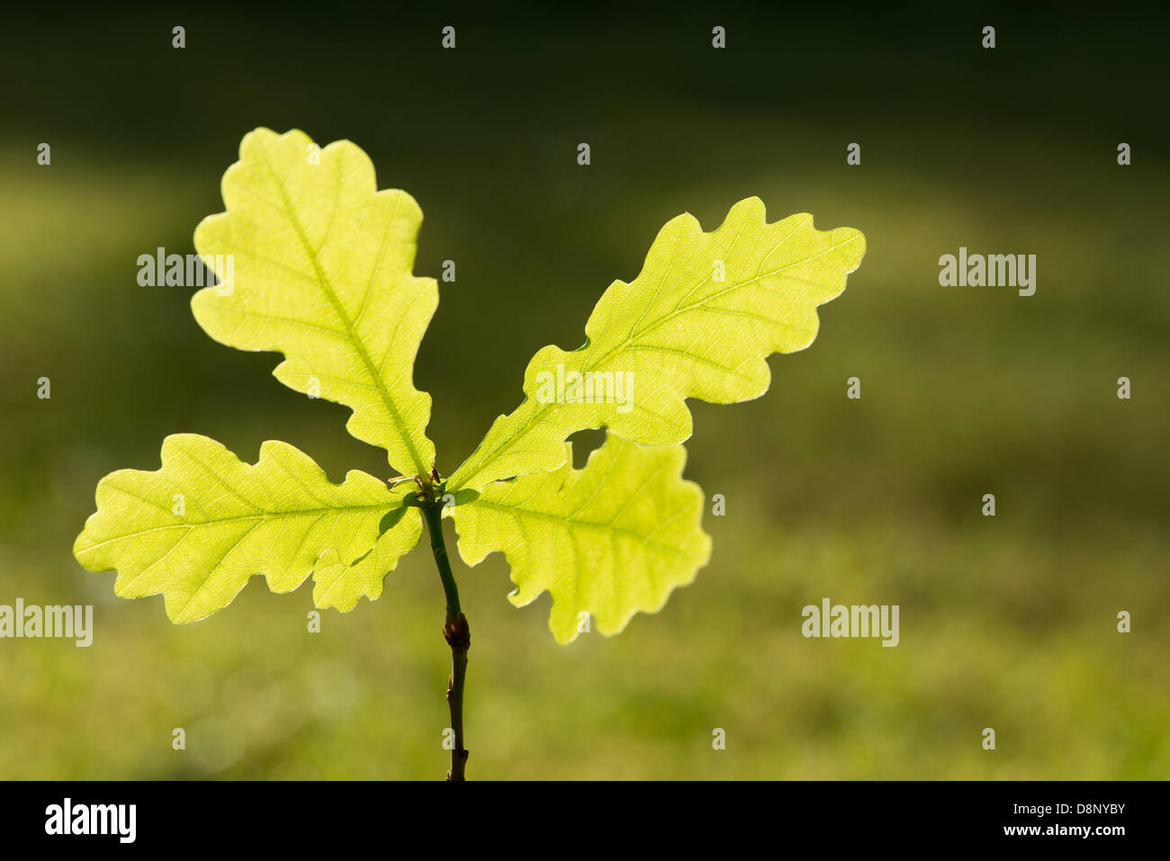 Shoots of growth in city hi-res stock photography and images - Alamy