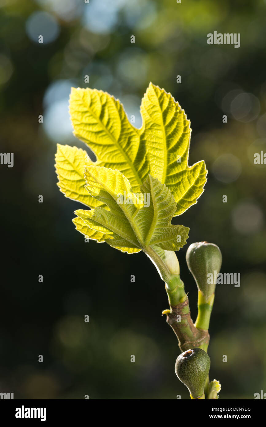 New leaves shoots of fig tree starting to grow at end of branch back ...