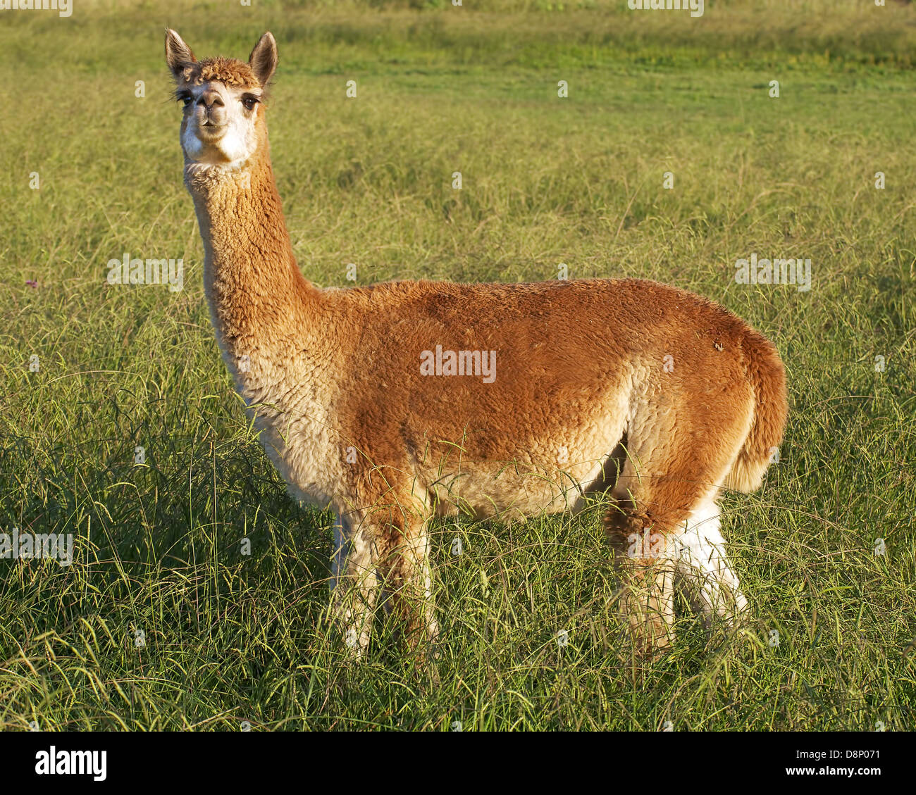 Brown alpaca hi-res stock photography and images - Alamy