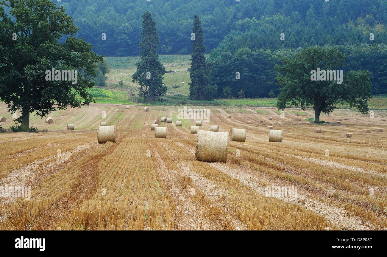 Round bales of Hay in an english landscape Stock Photo - Alamy