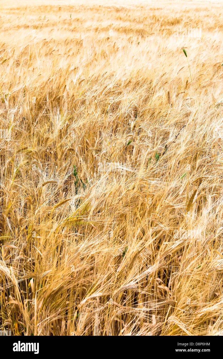 Field of golden rye classes closeup Stock Photo - Alamy