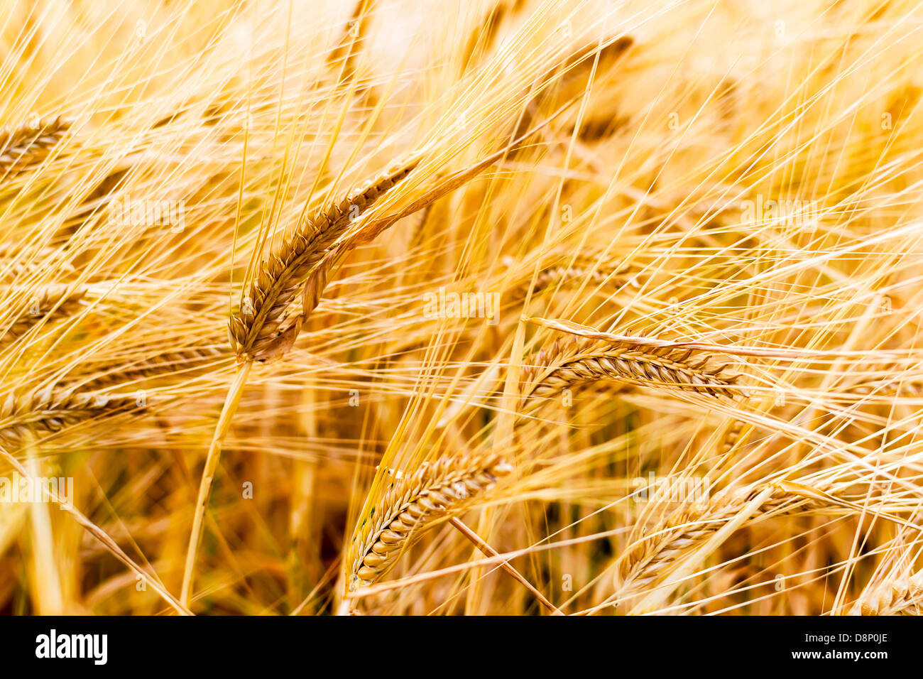 Field of golden rye classes closeup Stock Photo - Alamy