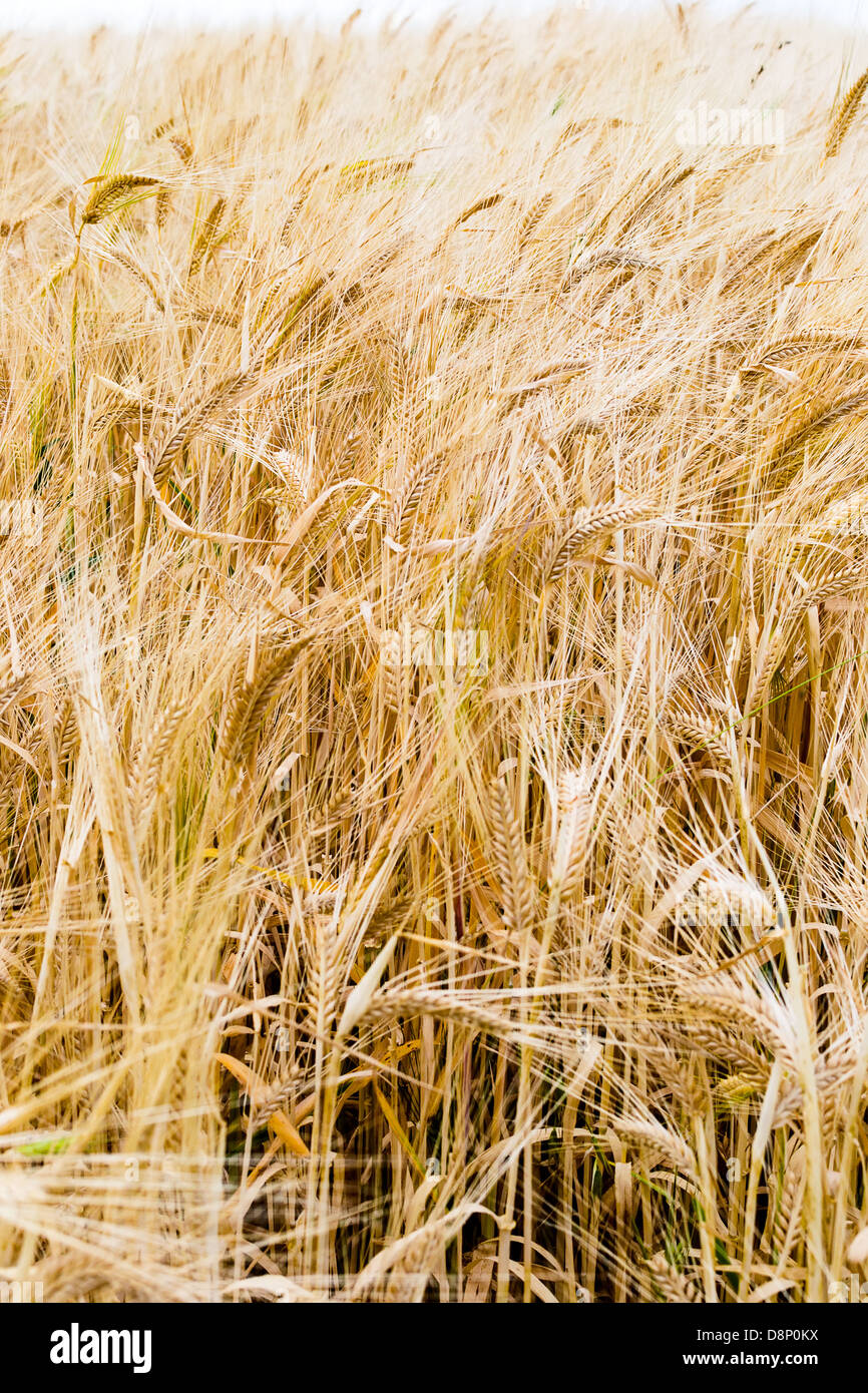 Field of golden rye classes closeup Stock Photo - Alamy