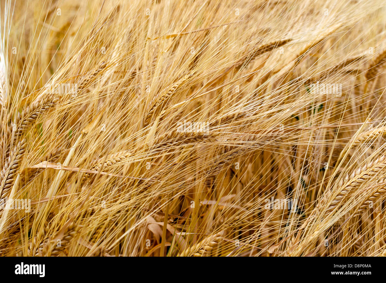 Field of golden rye classes closeup Stock Photo - Alamy