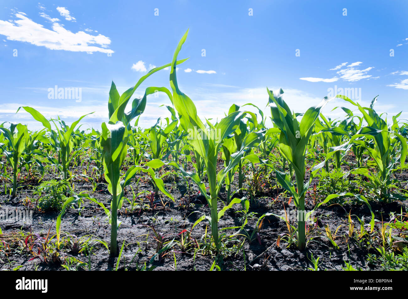 Young corn field landscape Stock Photo - Alamy