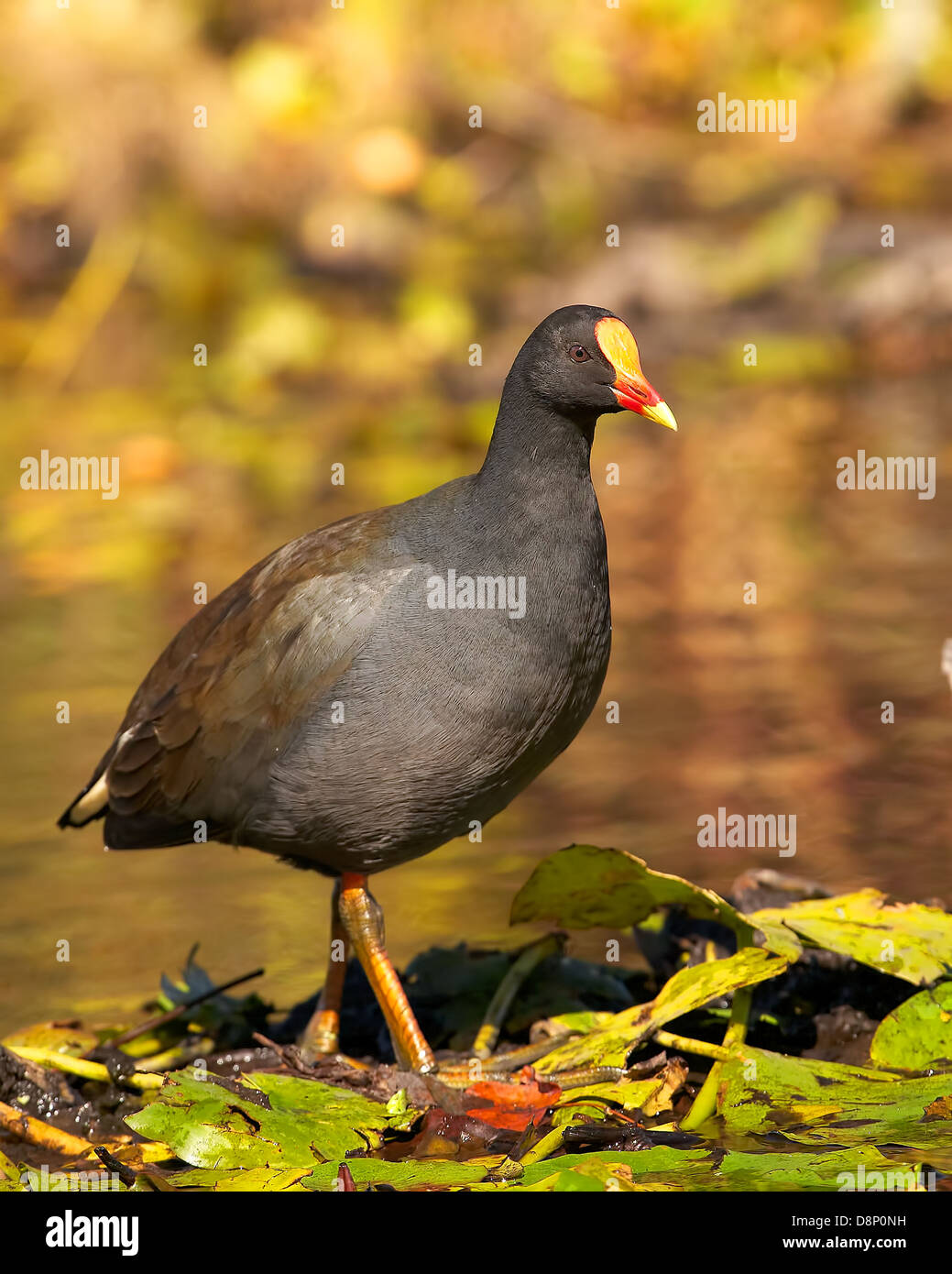 Waterfowl pond hi-res stock photography and images - Alamy
