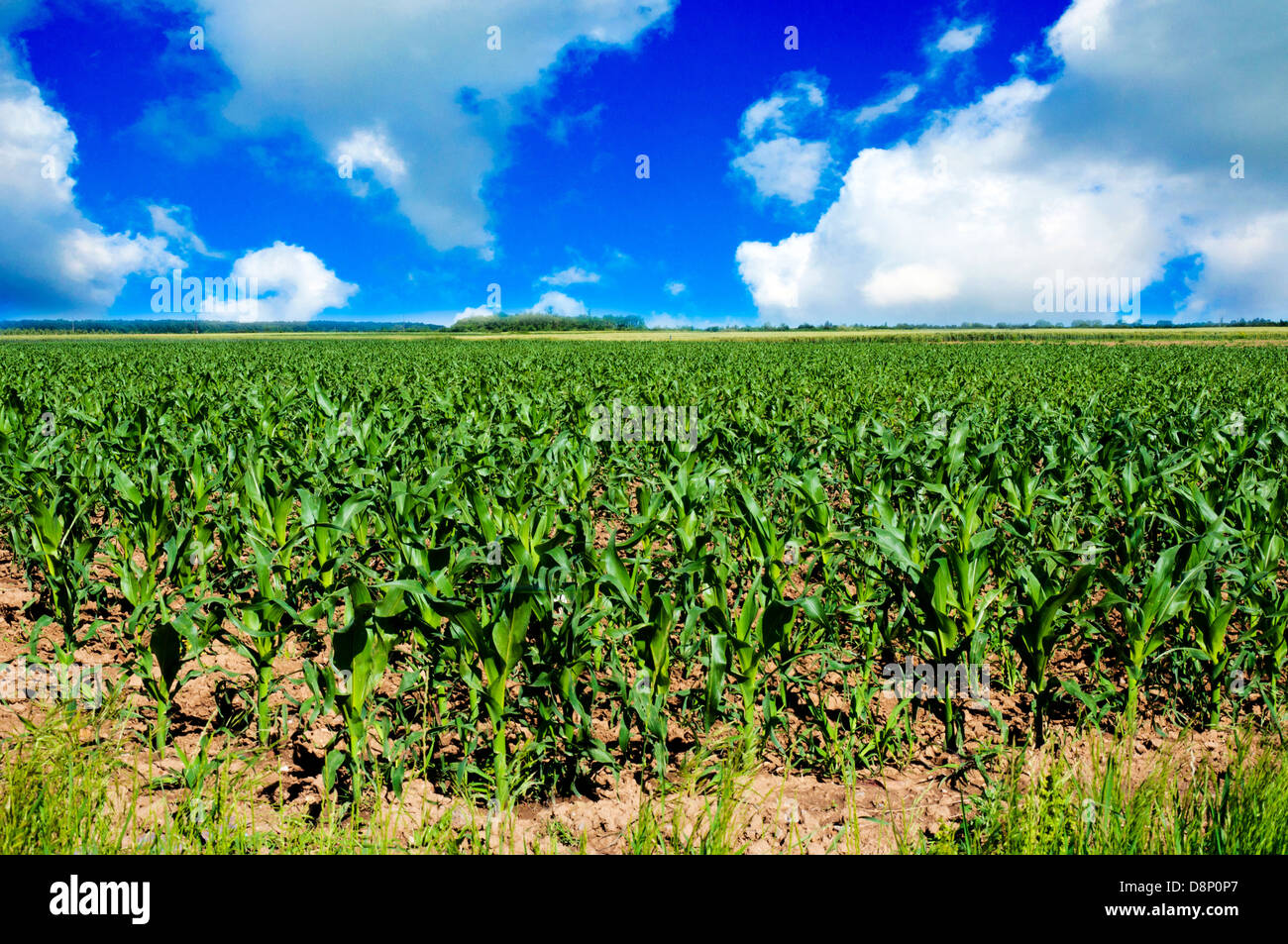 Corn field landscape hi-res stock photography and images - Alamy