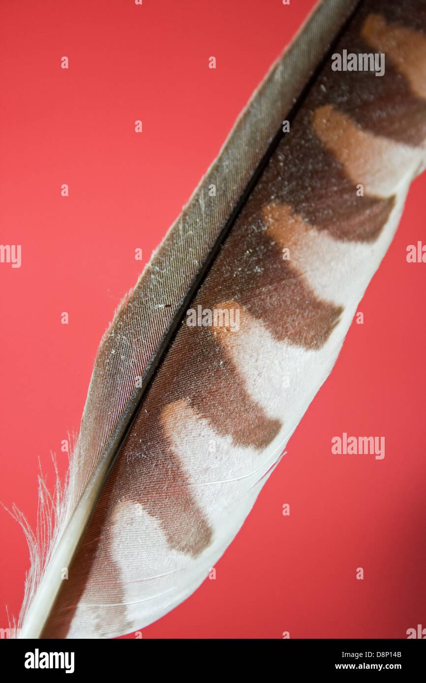 Bird of prey feather Stock Photo - Alamy