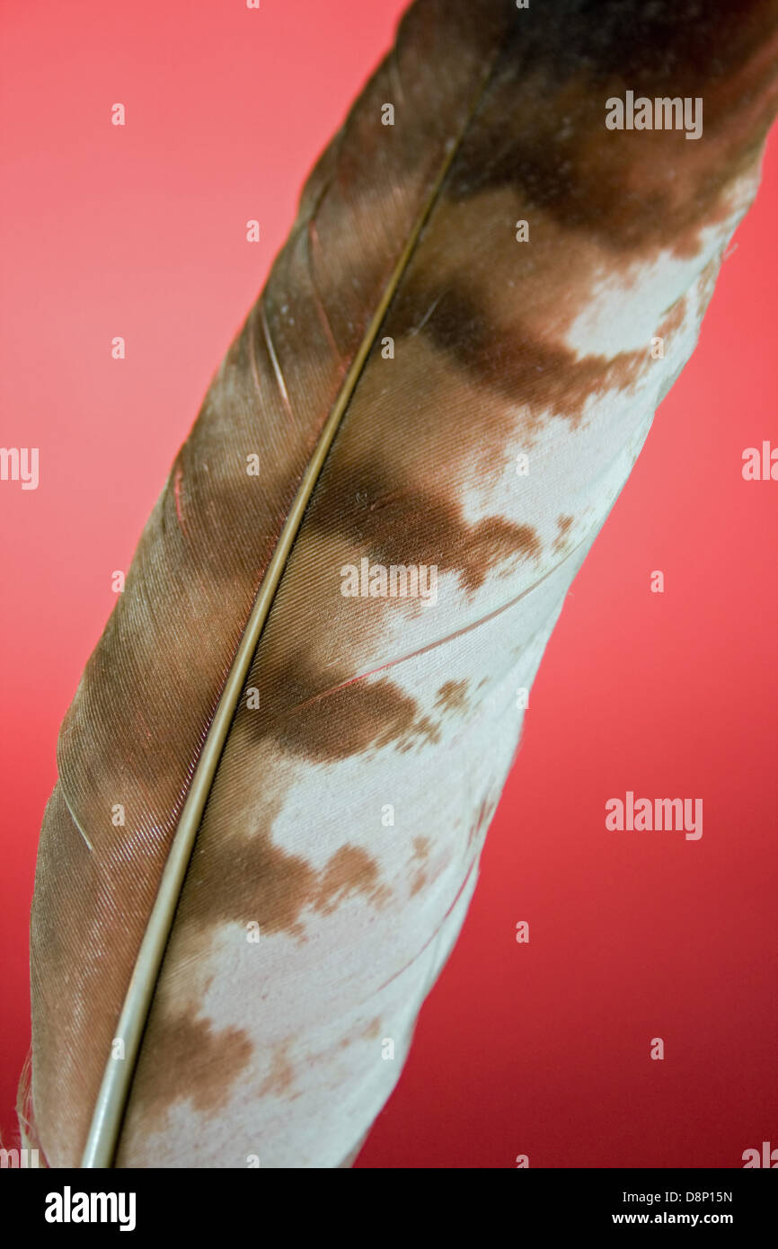Feather from a bird of prey Stock Photo - Alamy