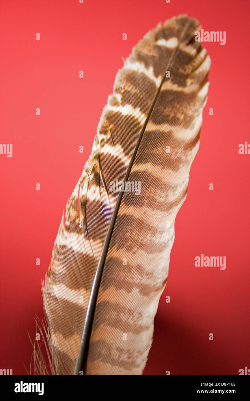 Raptor feather hi-res stock photography and images - Alamy