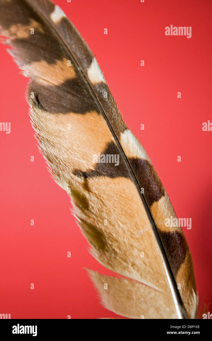 Bird of prey feather Stock Photo - Alamy