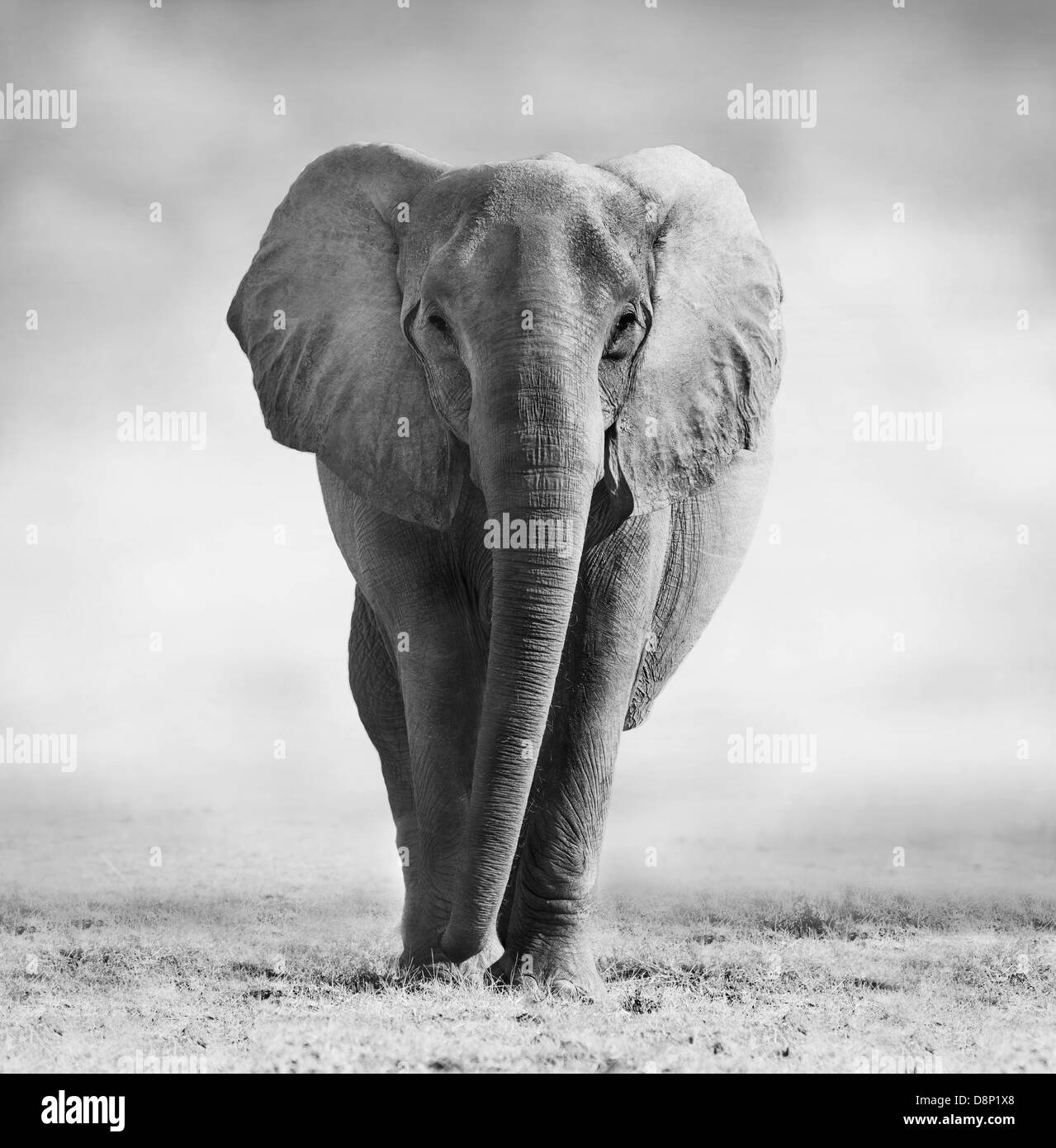 Large bull african elephant Black and White Stock Photos & Images - Alamy