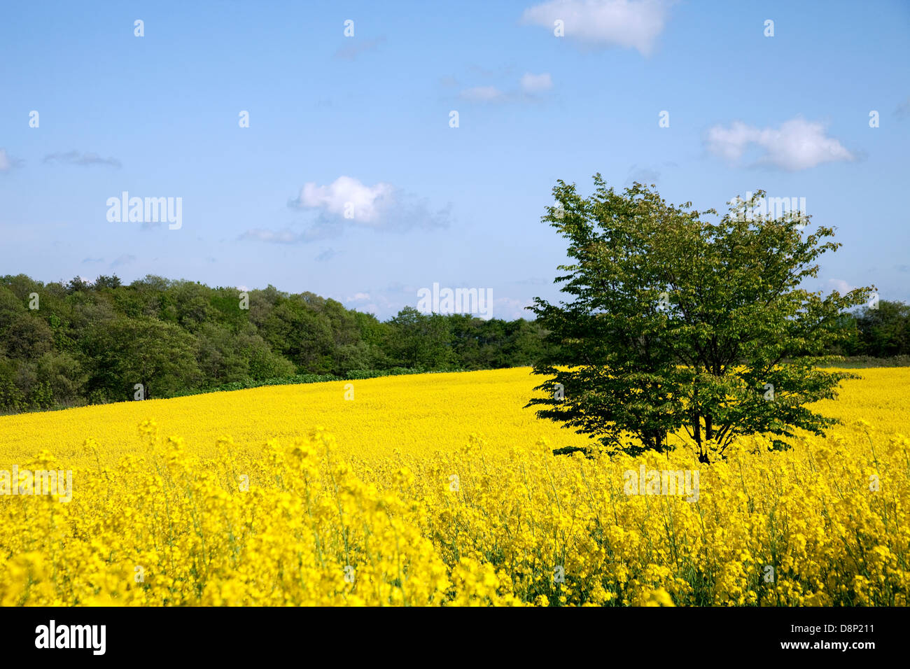 Rape flower field with tree, Akita, Tohoku, Japan Stock Photo - Alamy