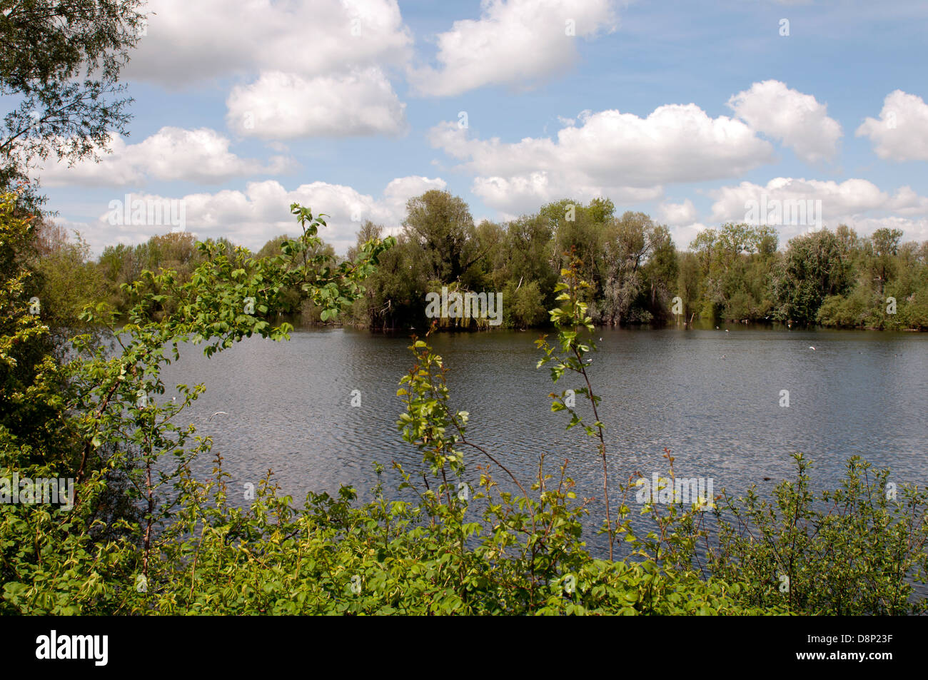 Paxton Pits Nature Reserve, Cambridgeshire, England, UK Stock Photo - Alamy