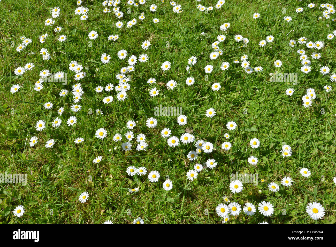 Daisys in a garden in southern England on a hot June day Stock Photo ...
