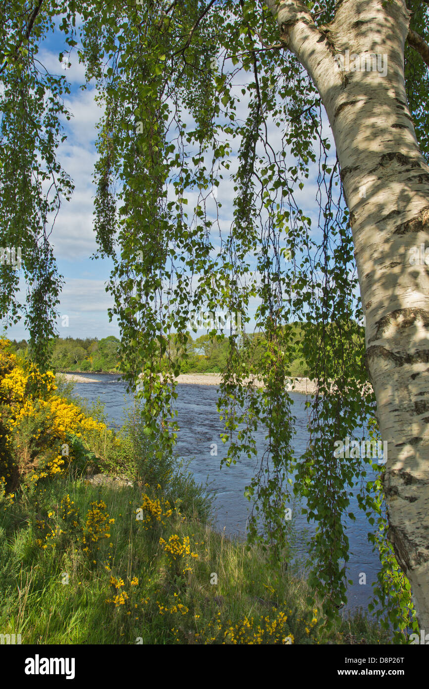 River birch tree hi-res stock photography and images - Alamy
