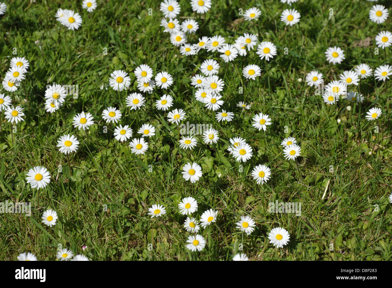 Daisys in a garden in southern England on a hot June day Stock Photo ...