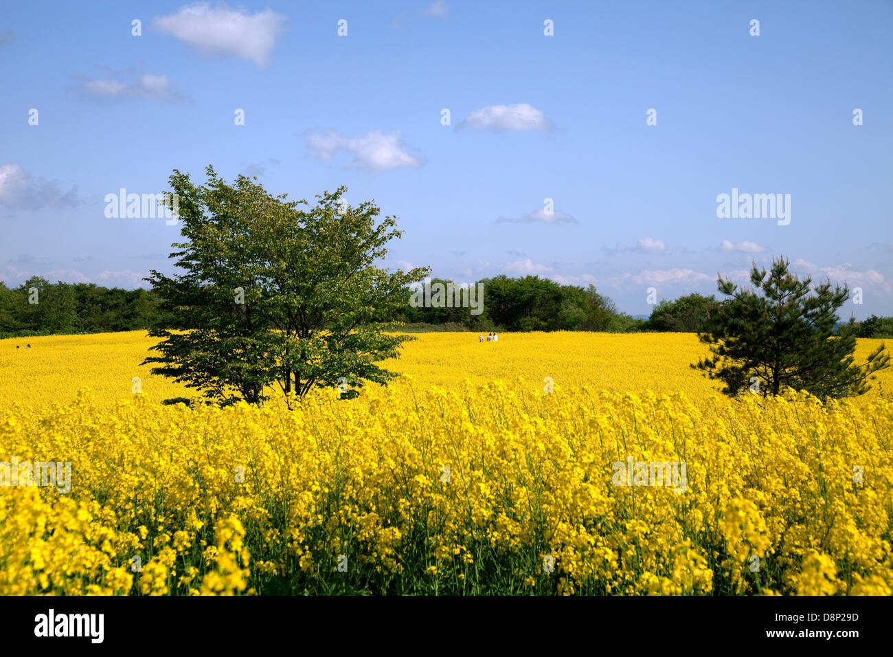 Rape flower field with tree, Akita, Tohoku, Japan Stock Photo - Alamy