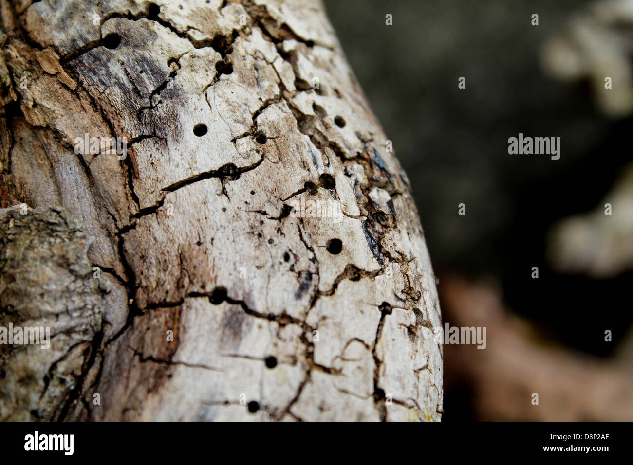 A dried out tree outside my classroom Stock Photo - Alamy