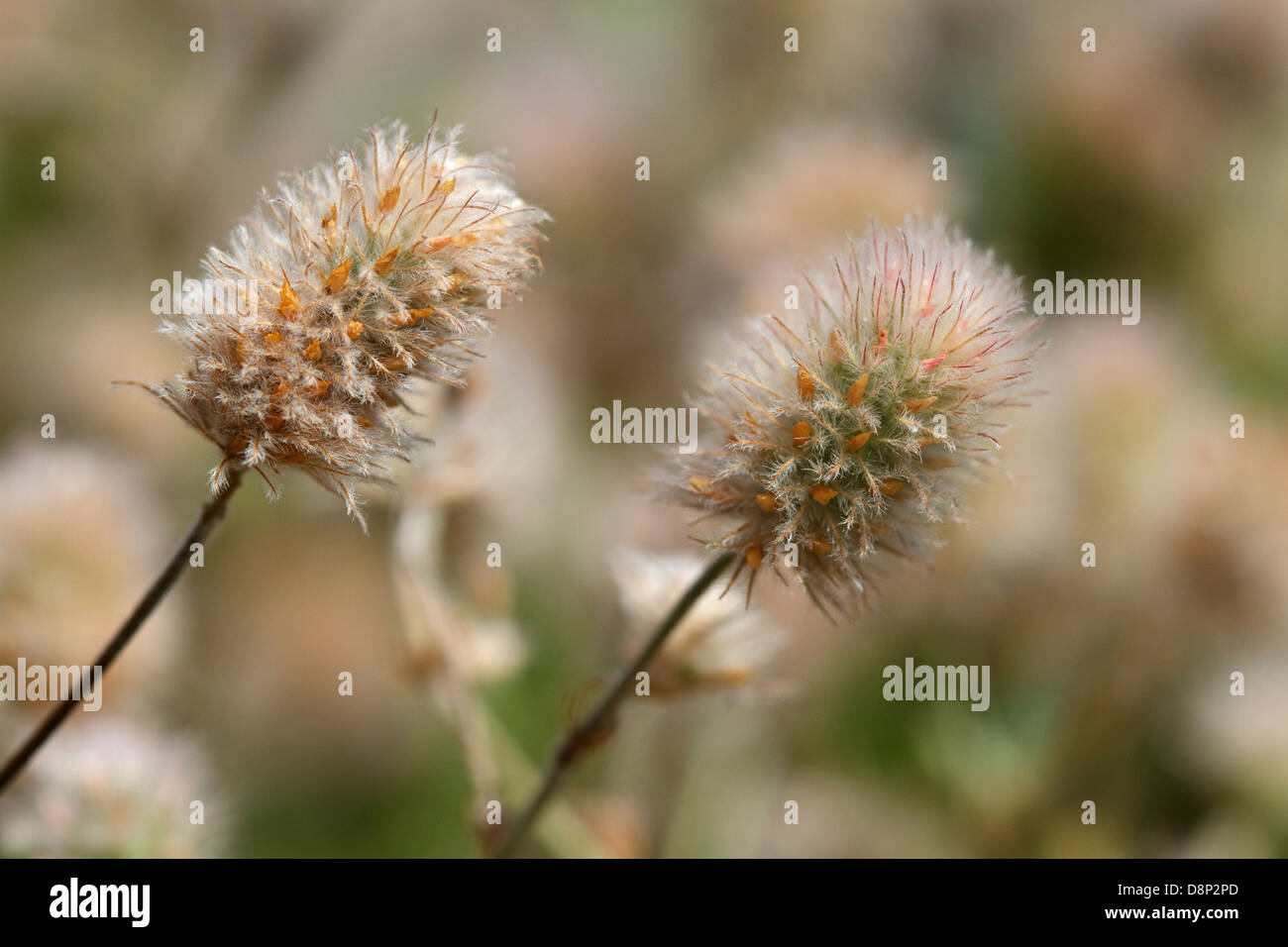 Flowering Hare's-foot Clover Stock Photo - Alamy