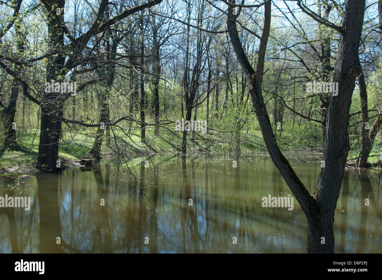 Pond in early spring in Main Botanical Garden RAS Stock Photo - Alamy