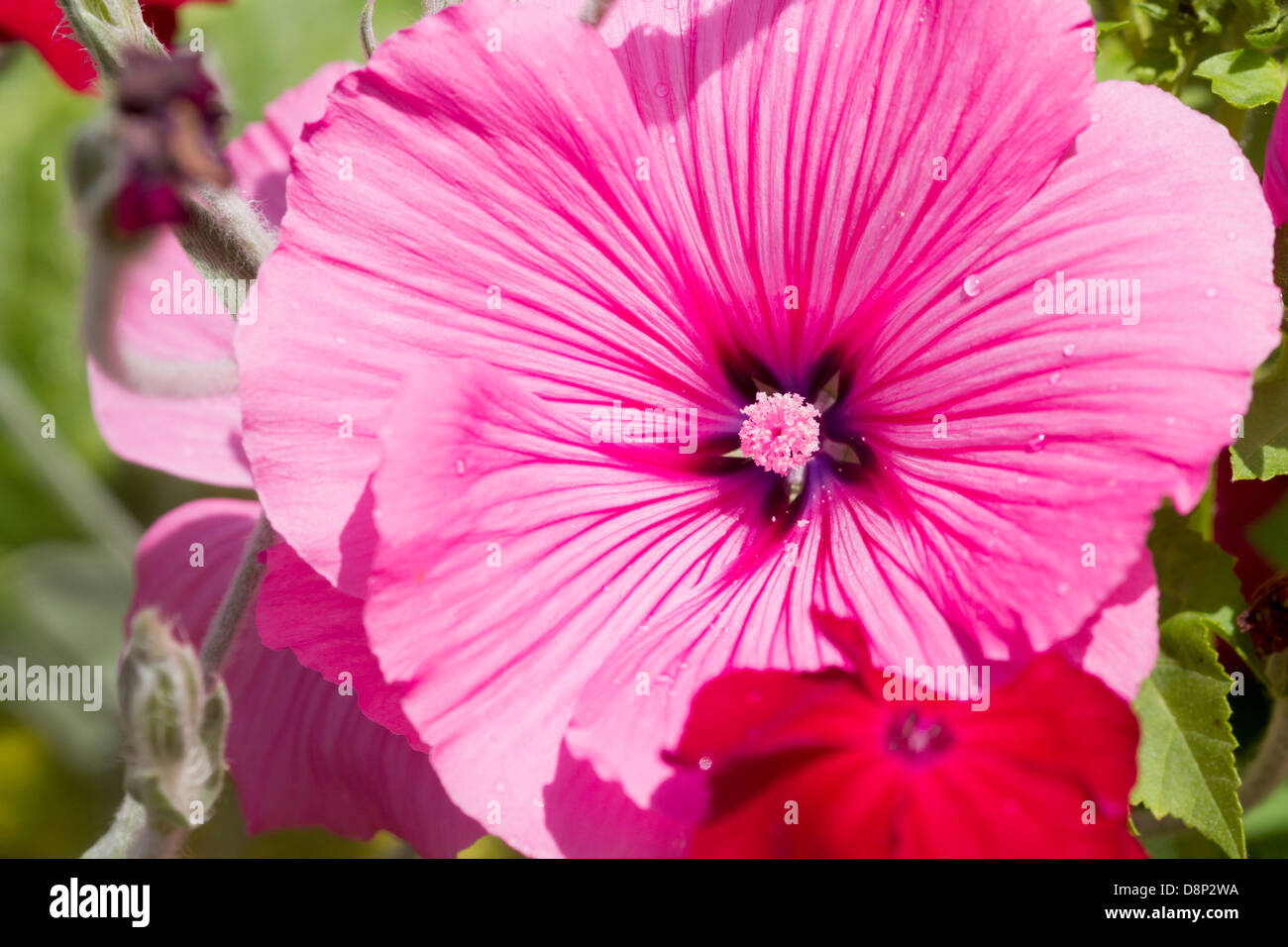 Big beautiful Pink flower with water drop Stock Photo - Alamy