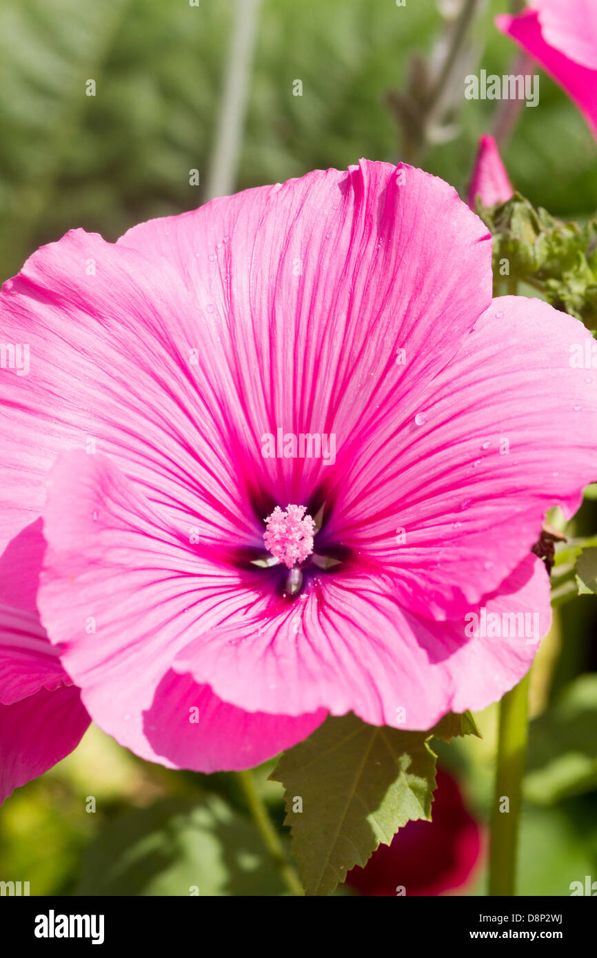 Big beautiful Pink flower with water drop Stock Photo - Alamy