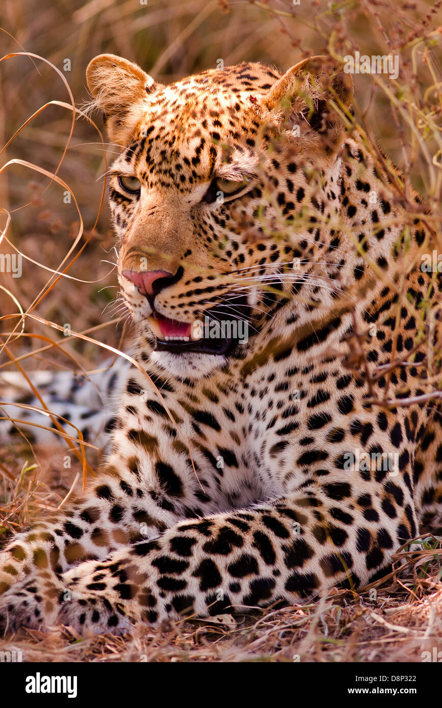 Black leopard cub hi-res stock photography and images - Alamy