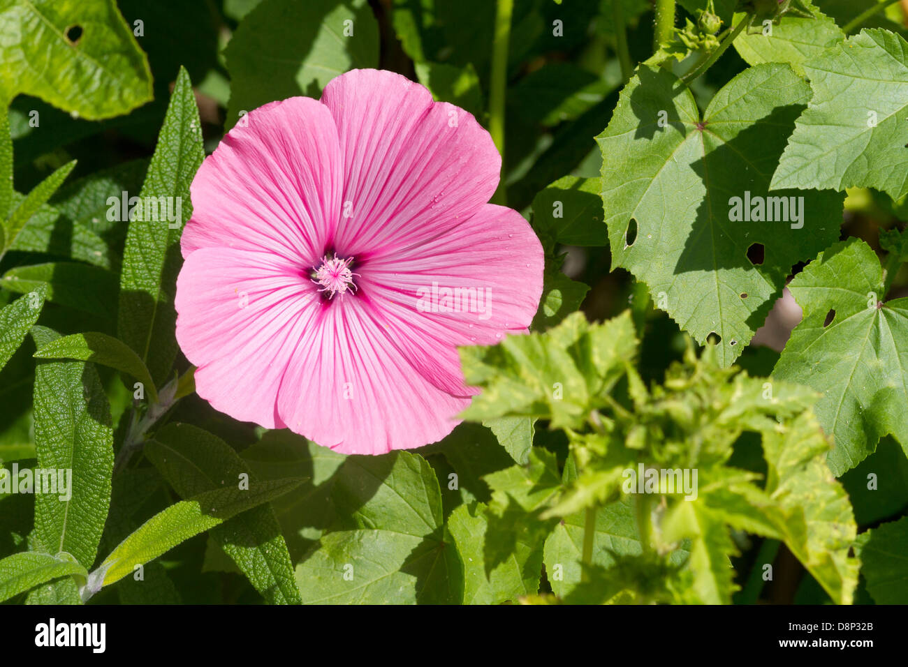 Big beautiful Pink flower with water drop Stock Photo - Alamy