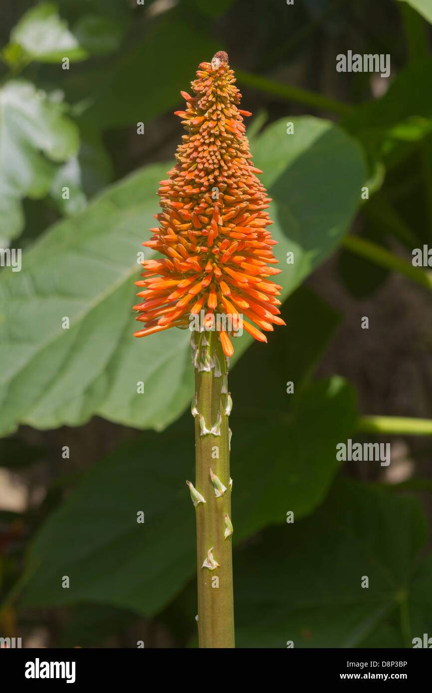 A beautiful Orange poker flower with leaf background Stock Photo - Alamy