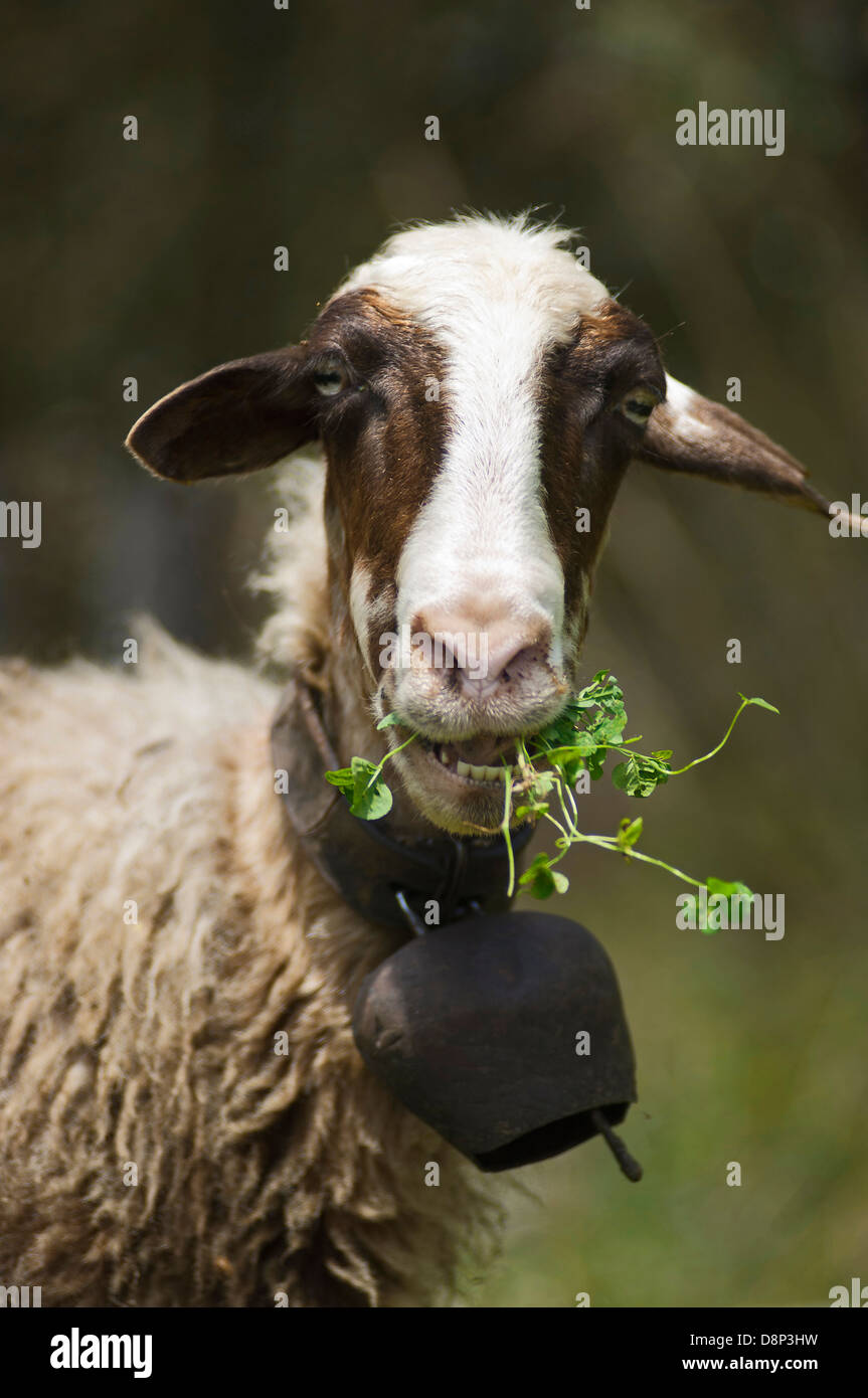 Sheep portraits hi-res stock photography and images - Alamy