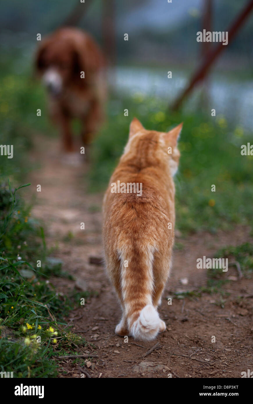 Katzenfotos hi-res stock photography and images - Alamy