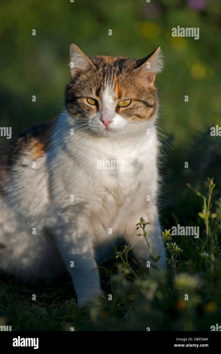 Calico cat sitting in grass looking at camera Stock Photo - Alamy