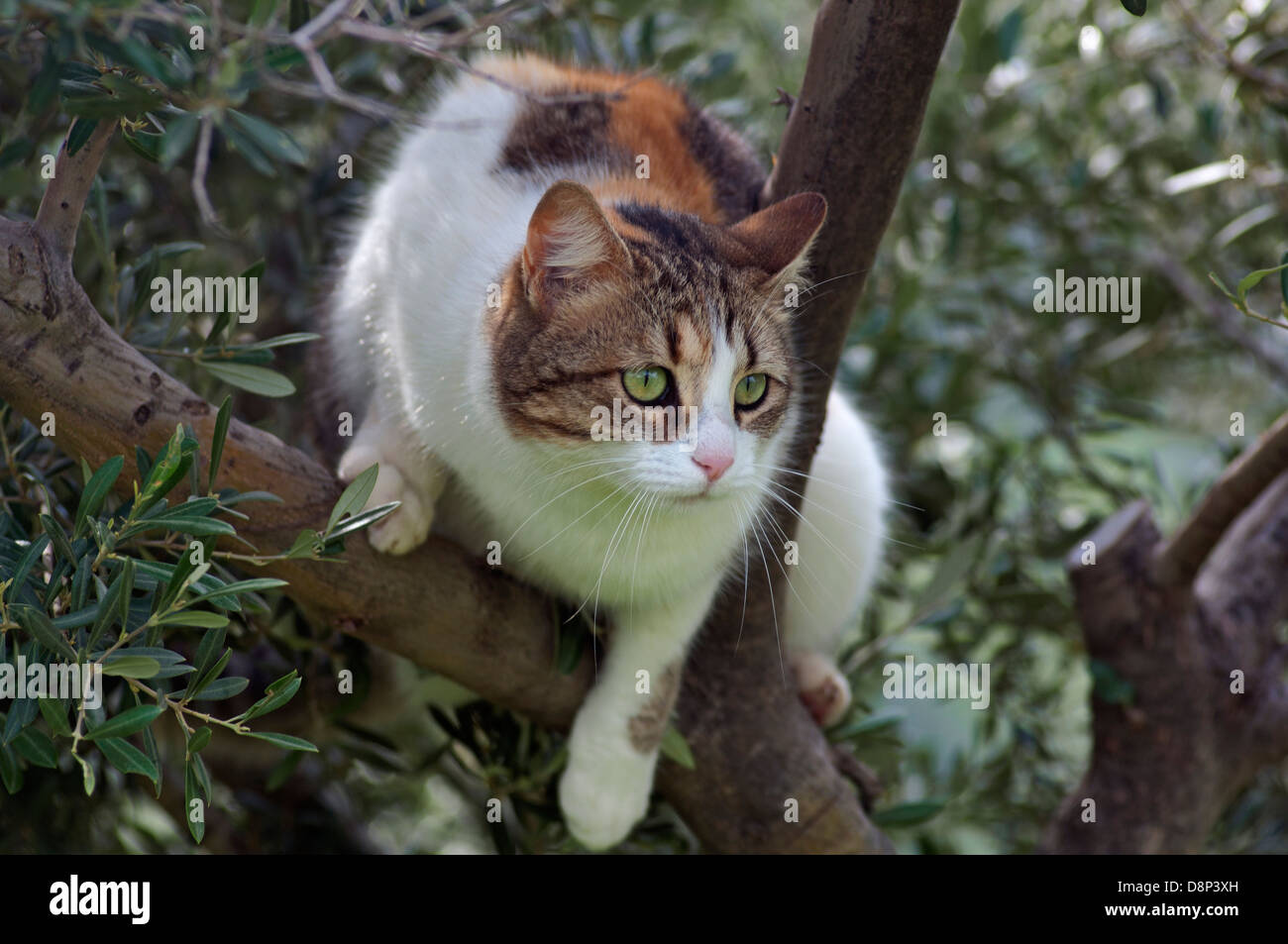 Calico cat in a tree Stock Photo - Alamy